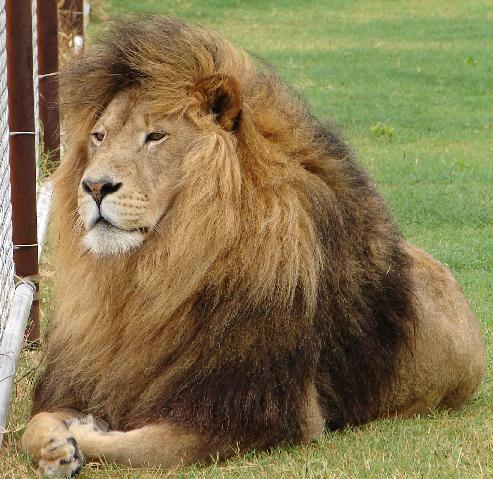 Barbary Lion