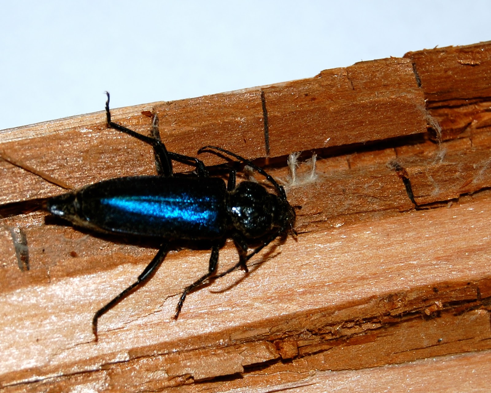 blackoaknaturalist: Wood Pile Adventures