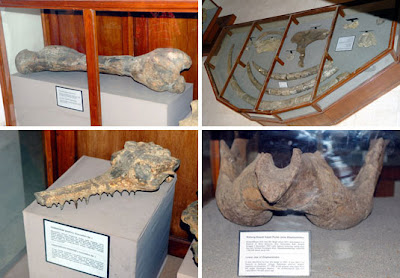 indonesia punya: Museum Purbakala Sangiran