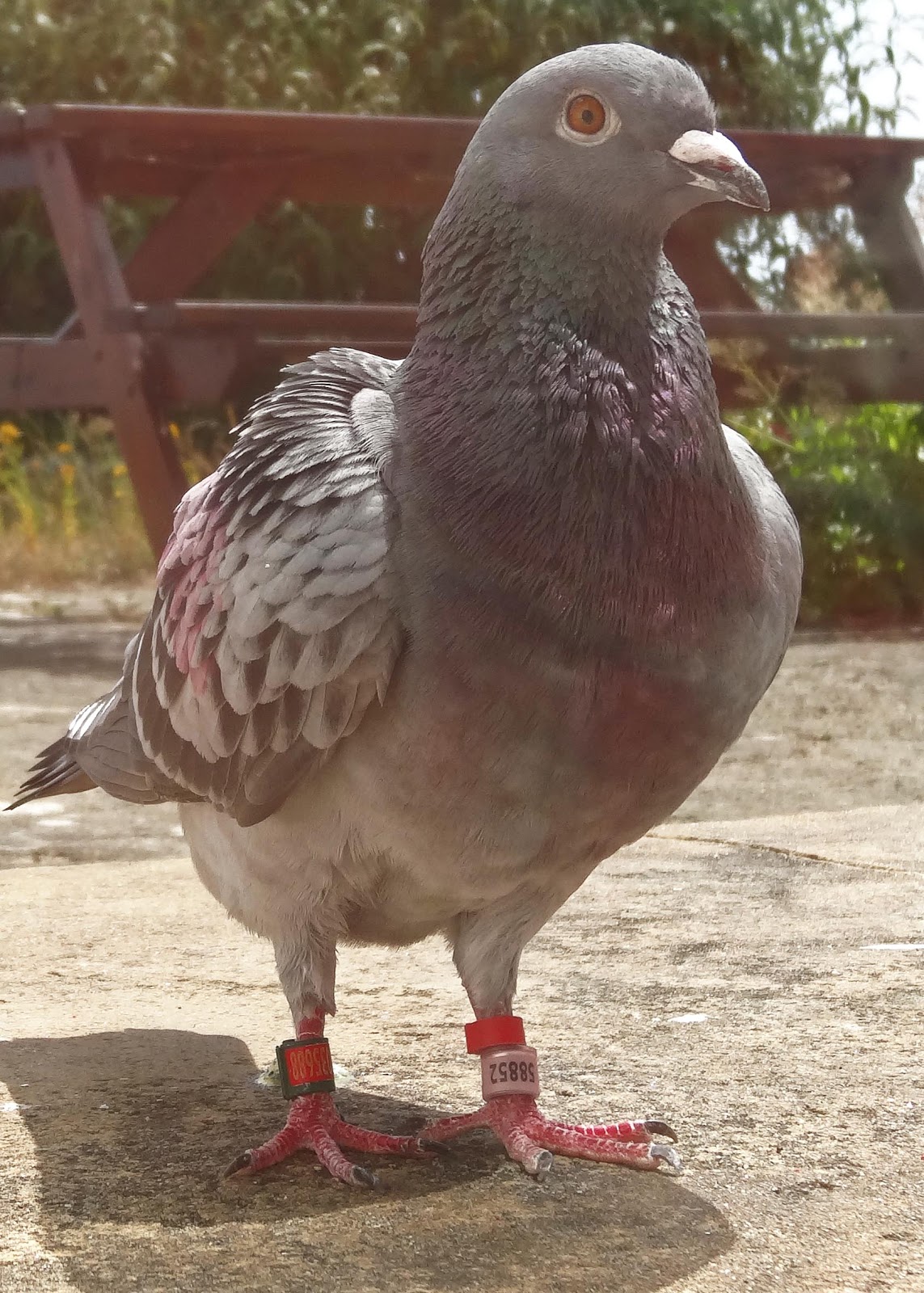Pagham Birder: A 'welcome home' pigeon.