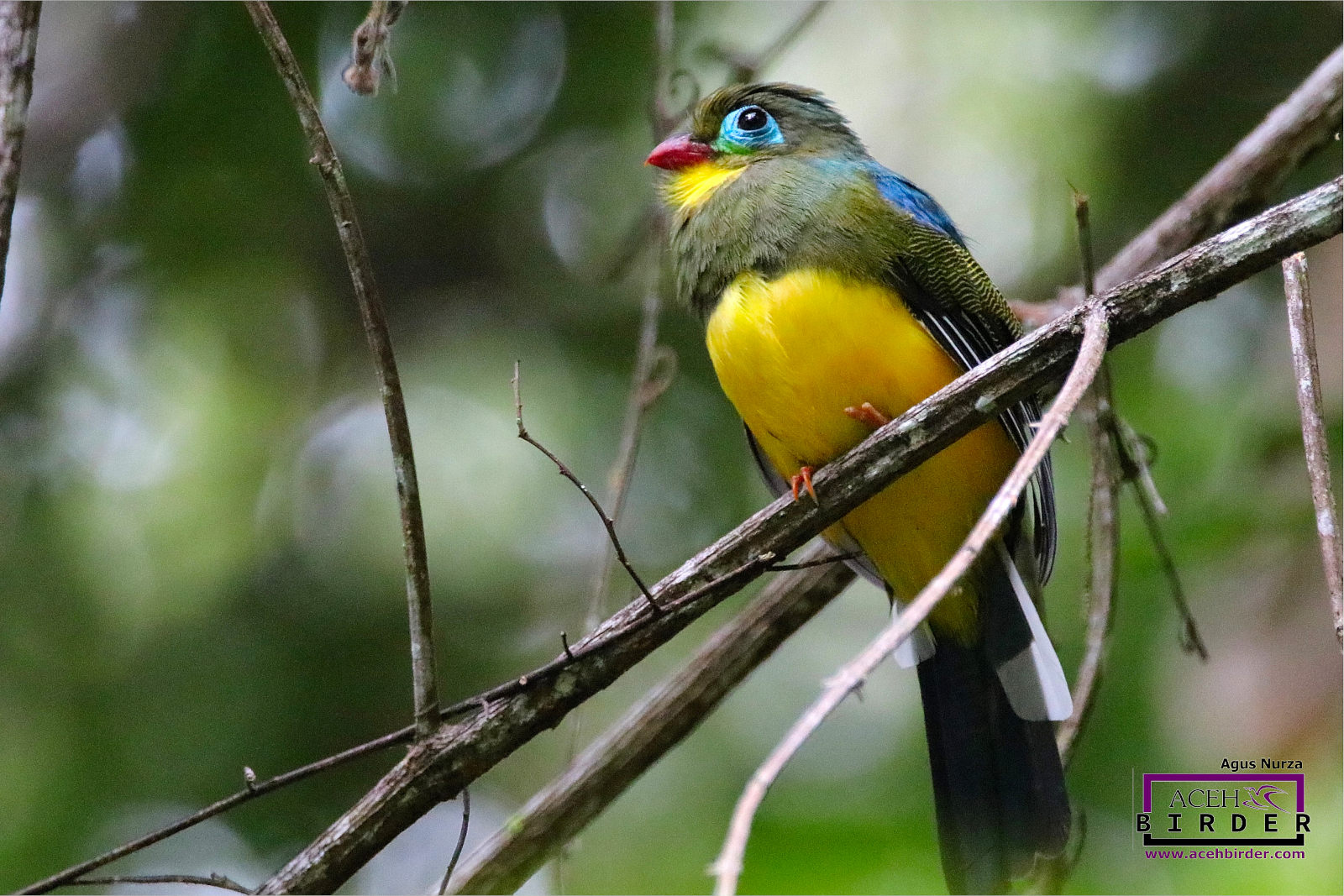 Birding in Sumatra, Birding in Indonesia: BIRDING IN SUMATRA