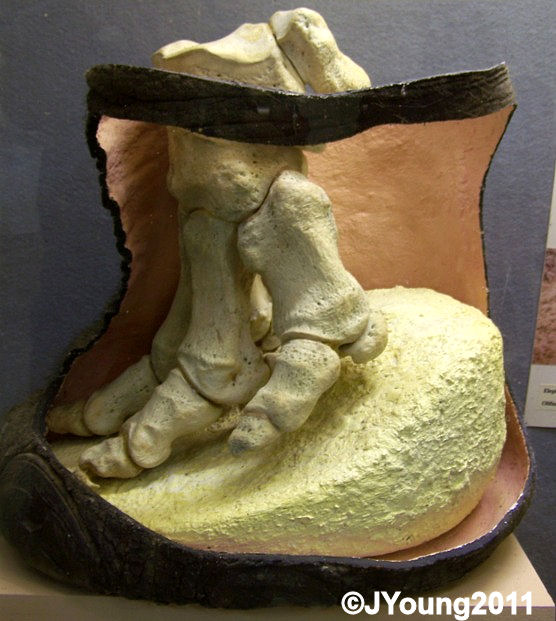 South African Photographs: Elephant Museum - Part 2