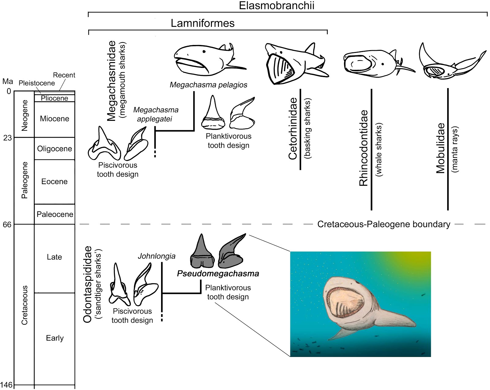Species New to Science: [PaleoIchthyology • 2015] Pseudomegachasma gen ...