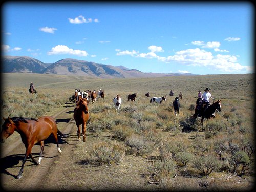 Silver Spur Ranch Horse Drives {A Real Cowboys Working Ranch Vacation}