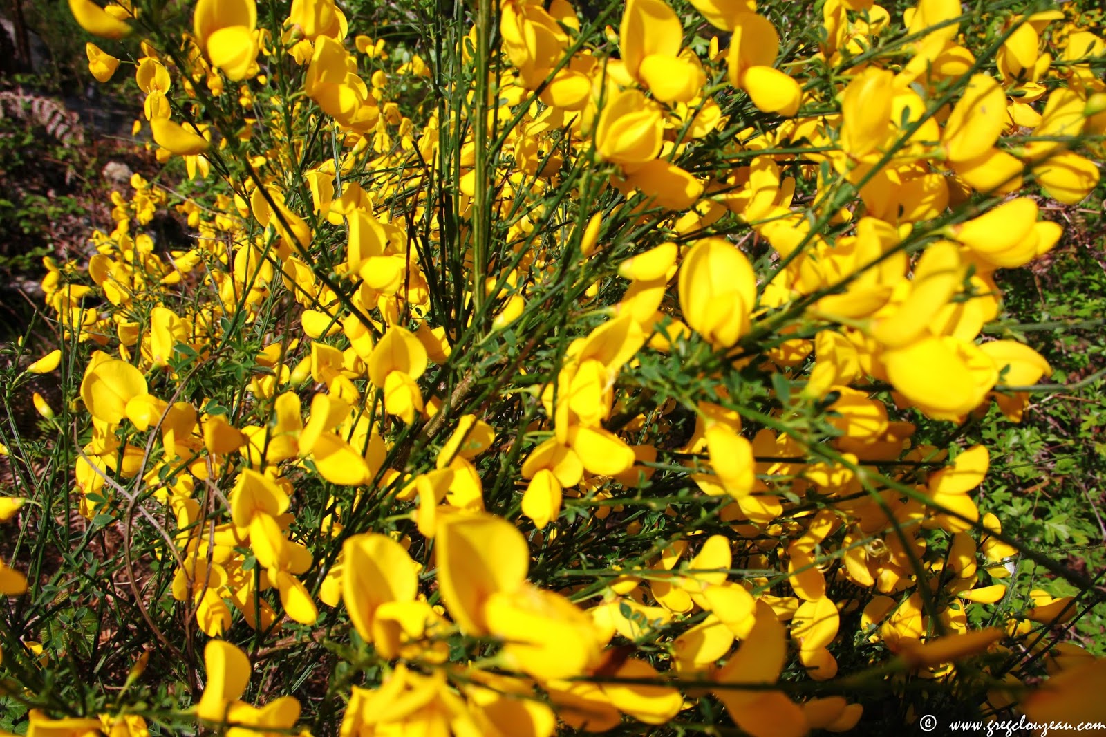 Les genets : une plante intéressante à plus d'un titre