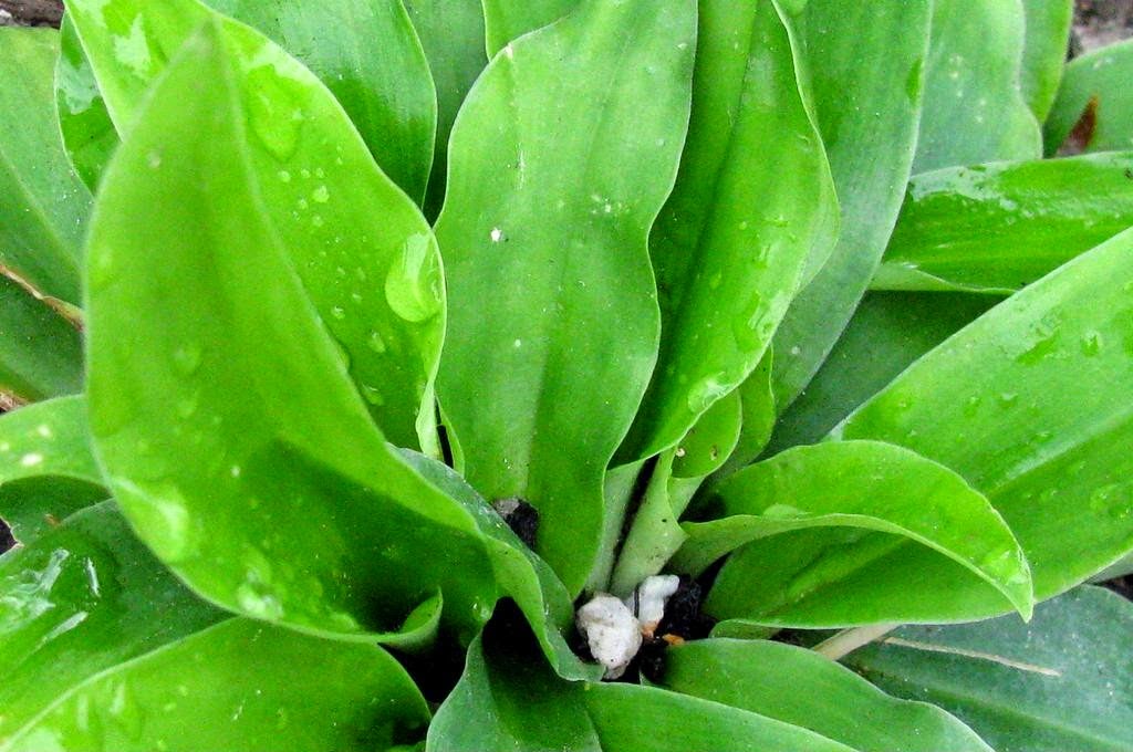 Asia Herbs: CEKUR (Kaempferia galanga)