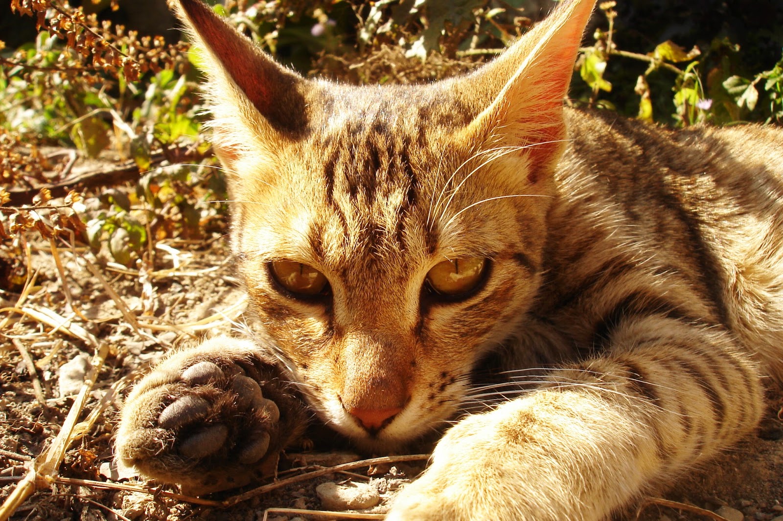 The Girl And Her Camera: Coonie: A Yellow-Brown Cat