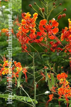 Biodiversity of Sri Lanka: මොණර මල්[Monara-Mal]/Peacock flower/Paradise ...