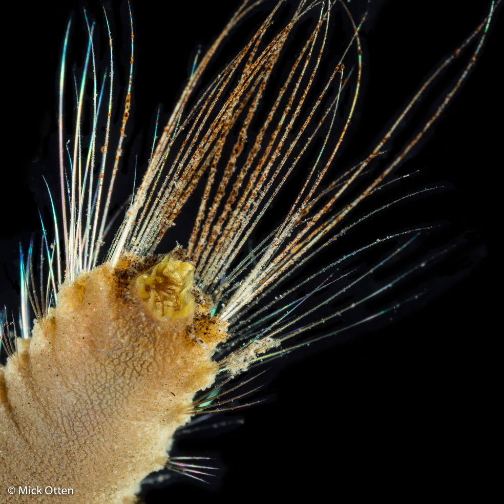 Mick's marine biology: Pherusa plumosa - a short study of the plume worm
