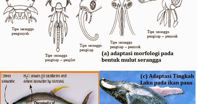 Pengertian Adaptasi, Macam-macam (Morfologi, Fisiologi, Tingkah Laku ...