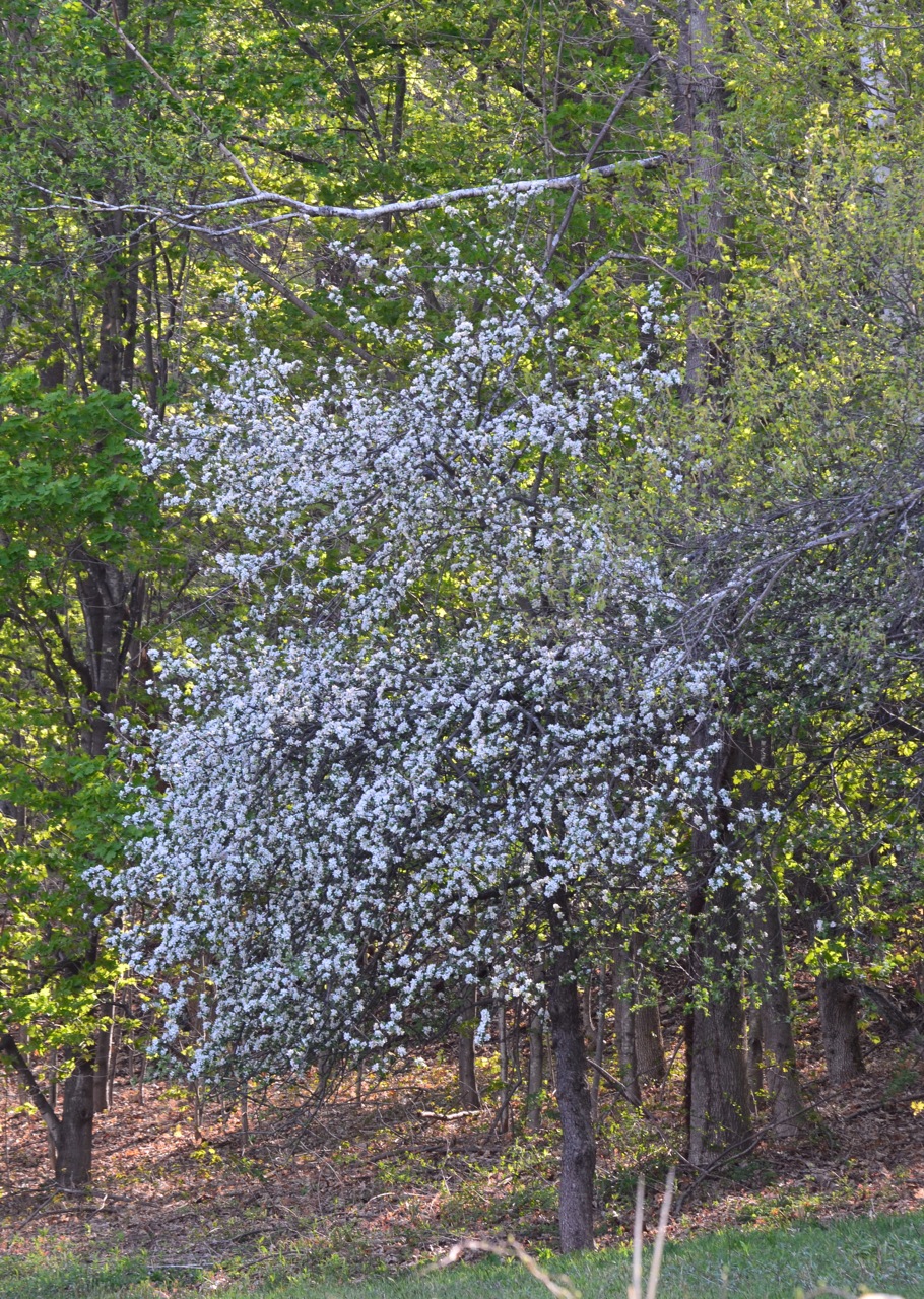 Flower Hill Farm: Focusing on Old Apple Trees 'Giving Sculptures' of ...