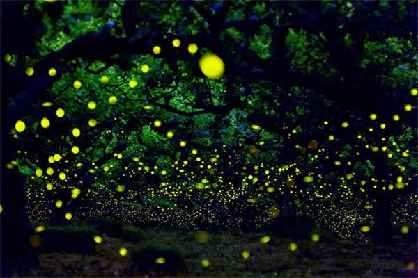 ATEŞ BÖCEĞİ HAKKINDA BİLGİ