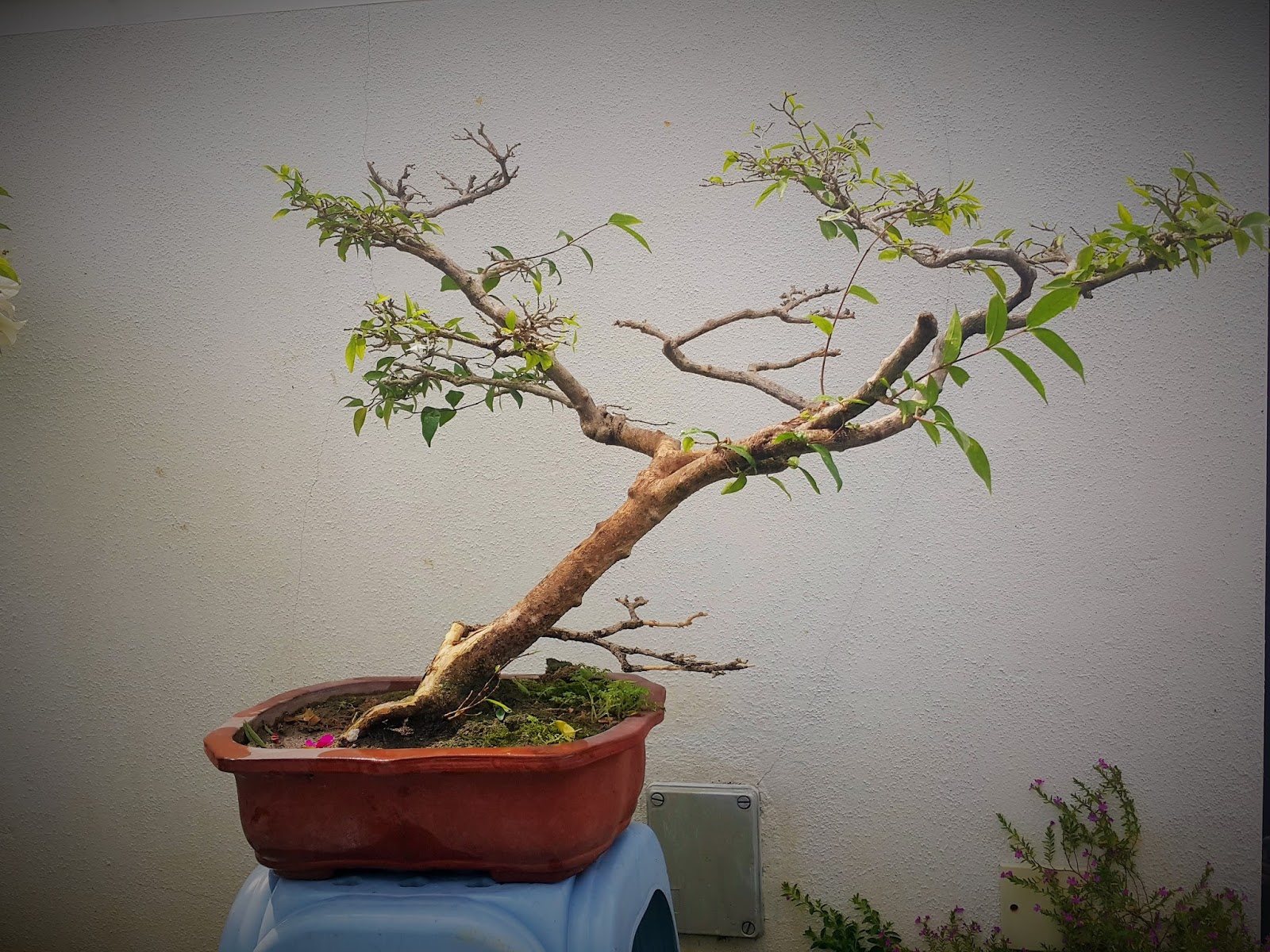 blog of amir rofie: Bonsai: Tolong kawan rawat Bonsai Santalia Part 1