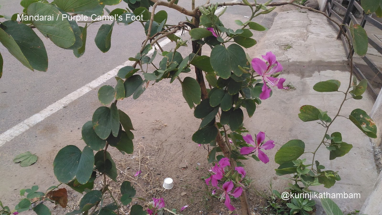 Flowers from My Cam: 19. Mandarai / Bauhinia Purpurea / Purple Camel's ...