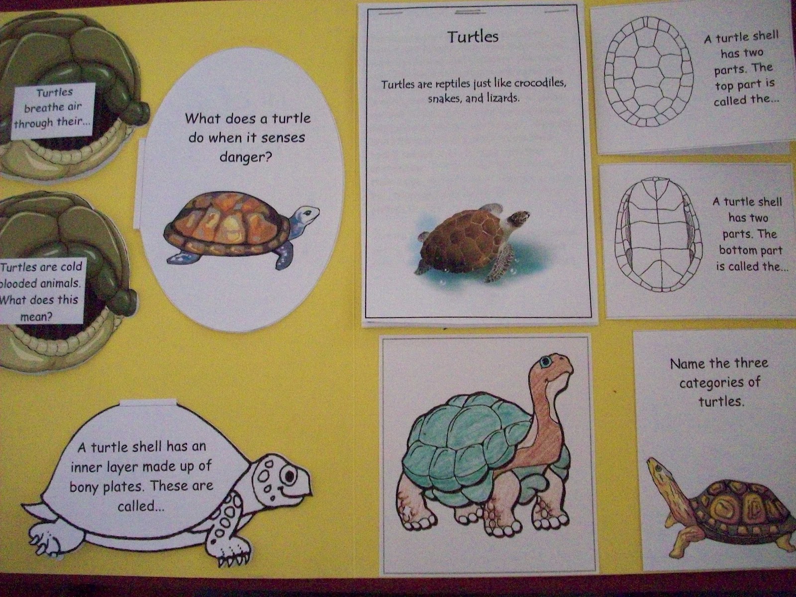 Homeschooled Hooligans: Turtle Lapbook Project