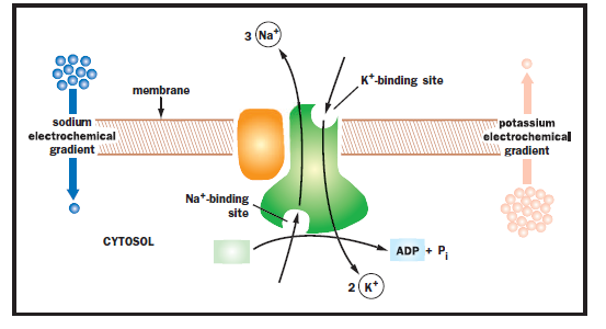 Concentration Gradient