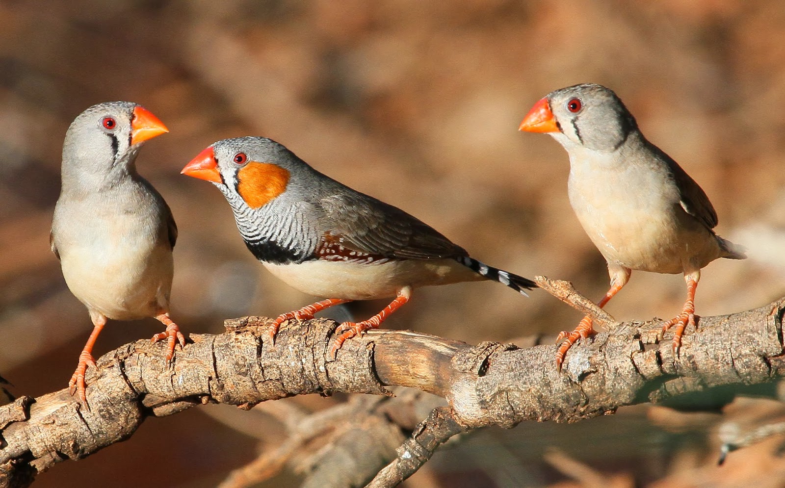Richard Waring's Birds of Australia: Zebra Finches photos