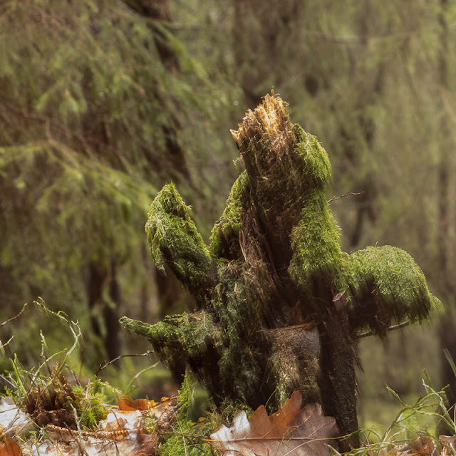 Kristinas bilder: Skogstroll