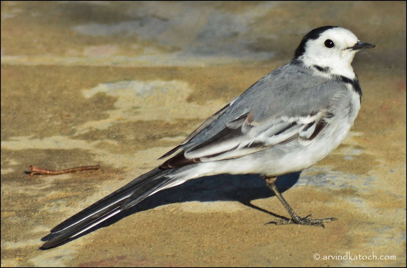 Amur (White) Wagtail Pictures and Detail