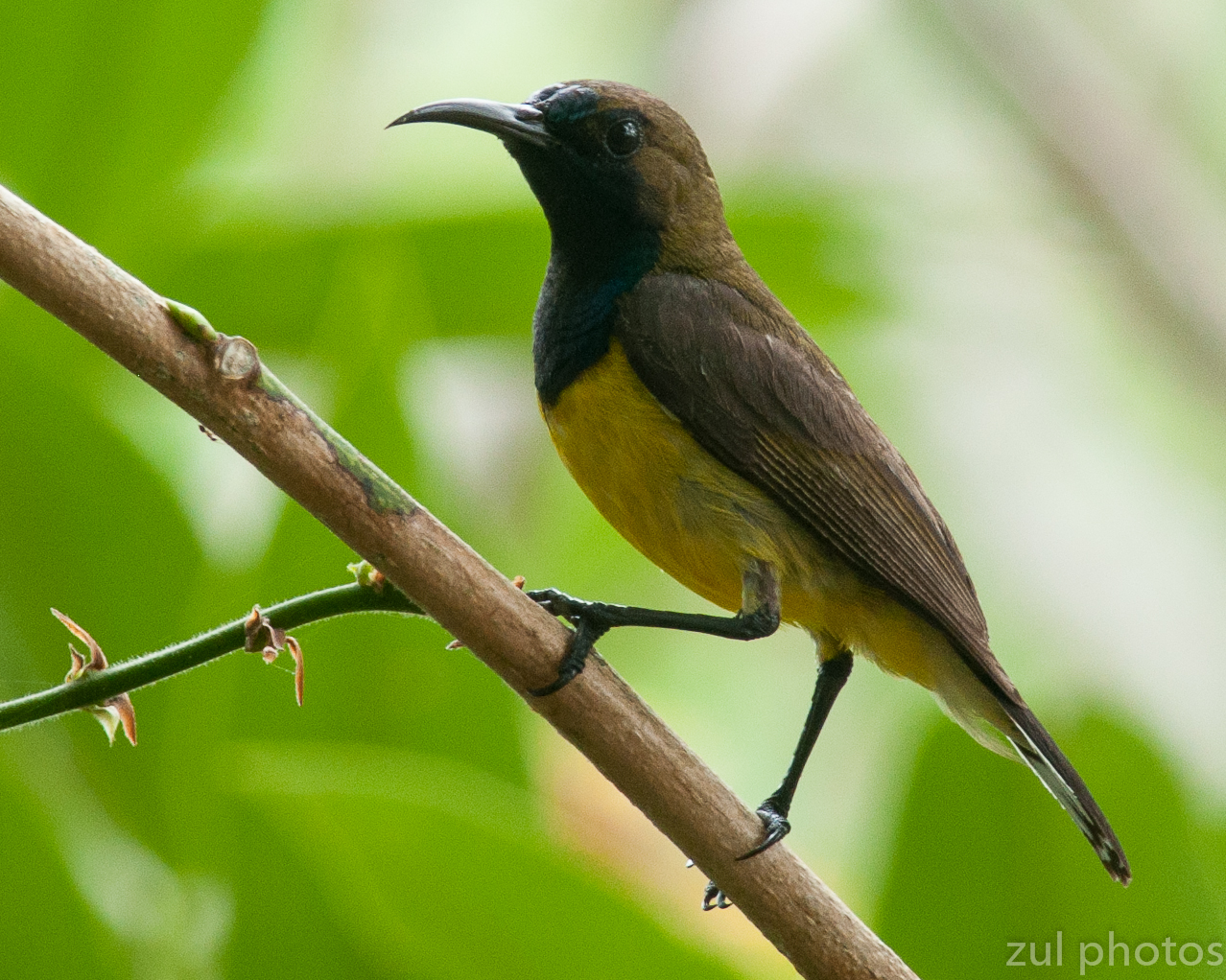 Zul Ya - Birds of Peninsular Malaysia: Olive Backed Sunbird