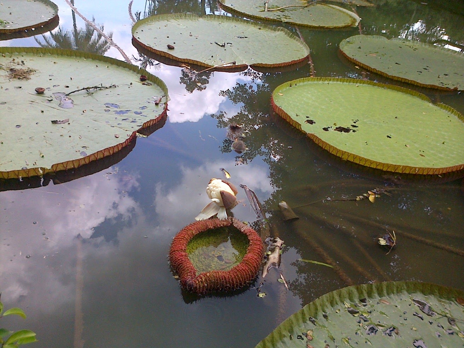 Home Bilqis Haura Consultant: Asyiknya Melihat "Teratai Raksasa" di ...