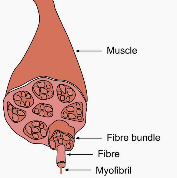 A2 Biology: Gross and microscopic structure of skeletal muscle. The ...
