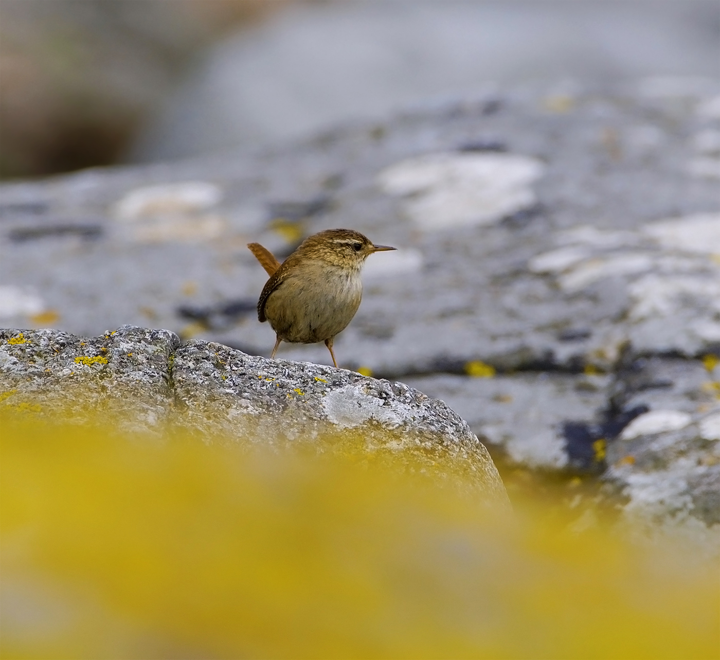 Scottish Wildlife Blog: Kildonan, Isle of Arran