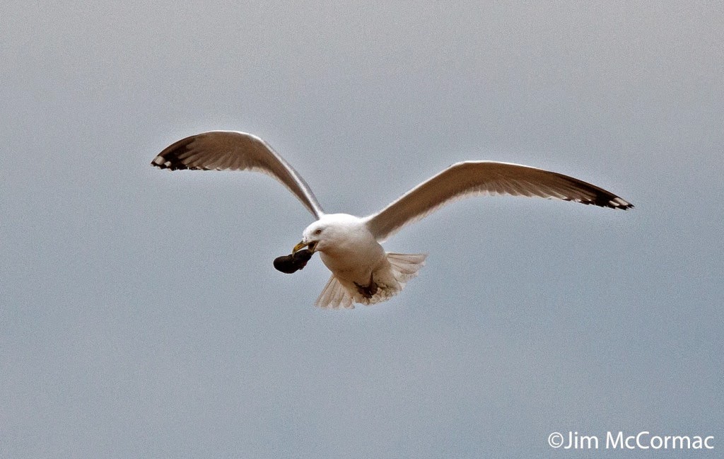 Ohio Birds and Biodiversity: Gulls drop clam bombs