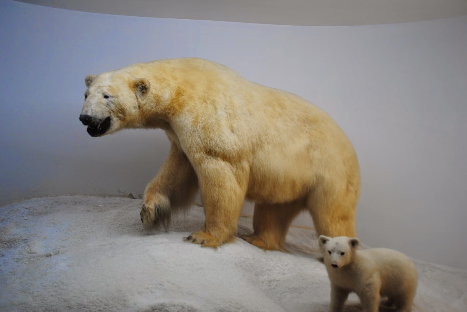 The Carpetbagger: Mammoth Cave Wildlife Museum