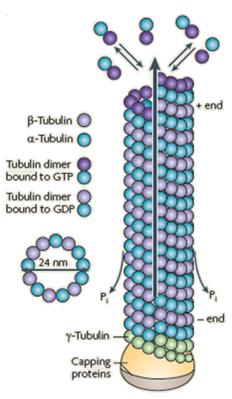 Microtubules: Role in axon and dendrites formation ~ Advanced Neurobiology