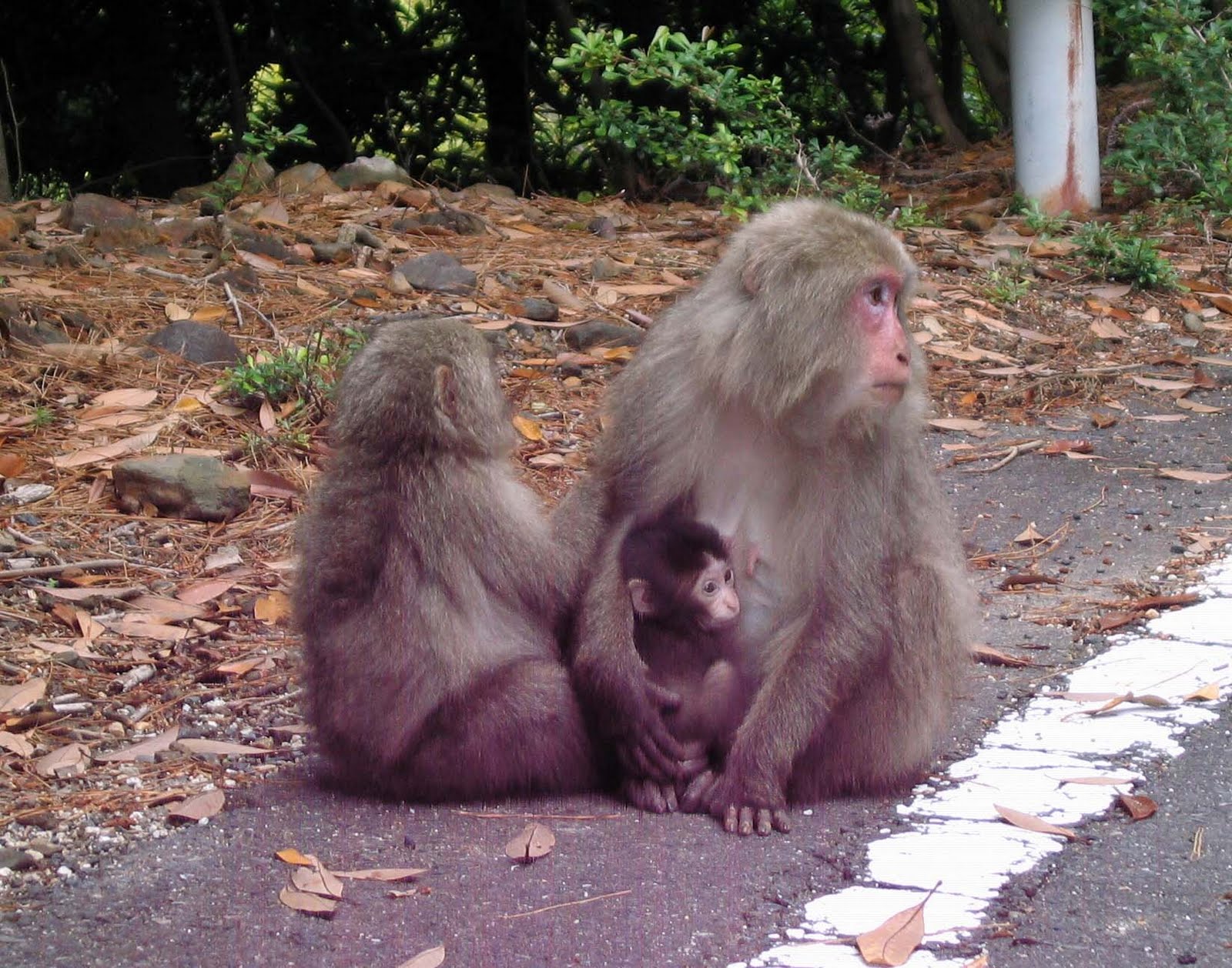 Okinawa Bound!: Our trip to Yakushima during Super Typhoon Songda