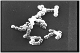 Les streptocoques (Partie 1) | Bio Tech Lib