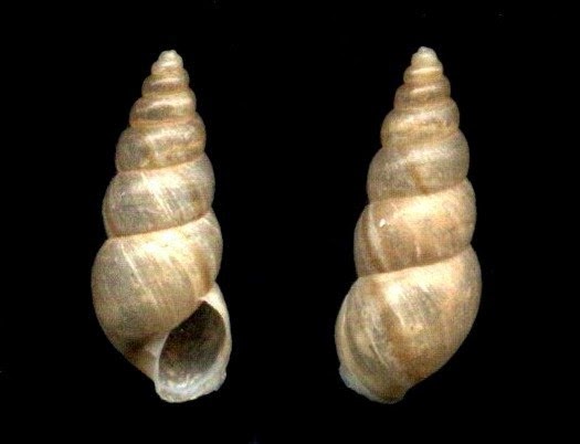 Moluscos terrestres de Argentina: Naesiotus deletangi (Parodiz, 1946)