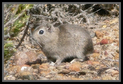 Beszamel i spółka bez ograniczeń: Rodzina Caviidae - kawiowate ...