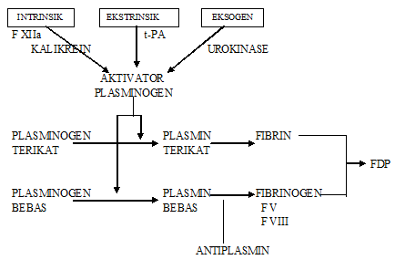 Fibrinolisis Primer ~ Informasi Kedokteran Dan Kesehatan