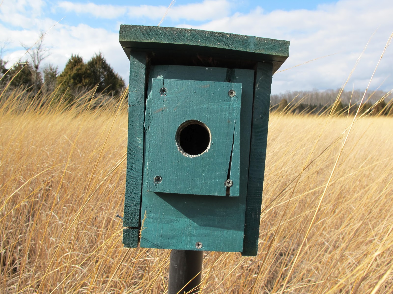 Blue Jay Barrens: Bird Box Check