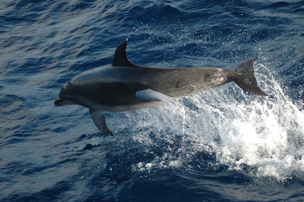 Ciência UENF: Golfinhos que ajudam pescadores