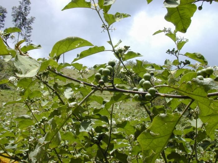 Manfaat dan Khasiat Pokak - G-Spot Healthy Living