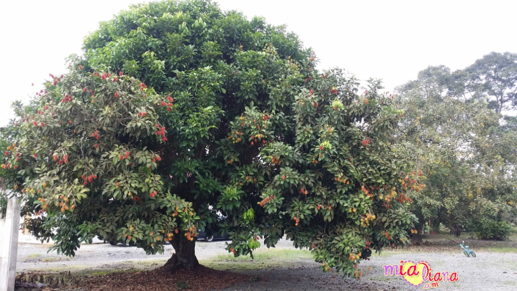 Pokok Rambutan & Pulasan Di Rumah Nenek