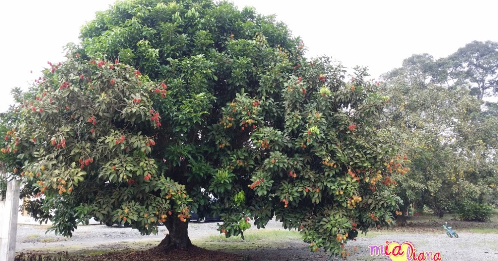 Pokok Rambutan & Pulasan Di Rumah Nenek