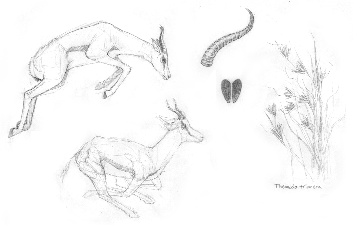 Owl Pellets by Alex Redford: Thesis - Springboks