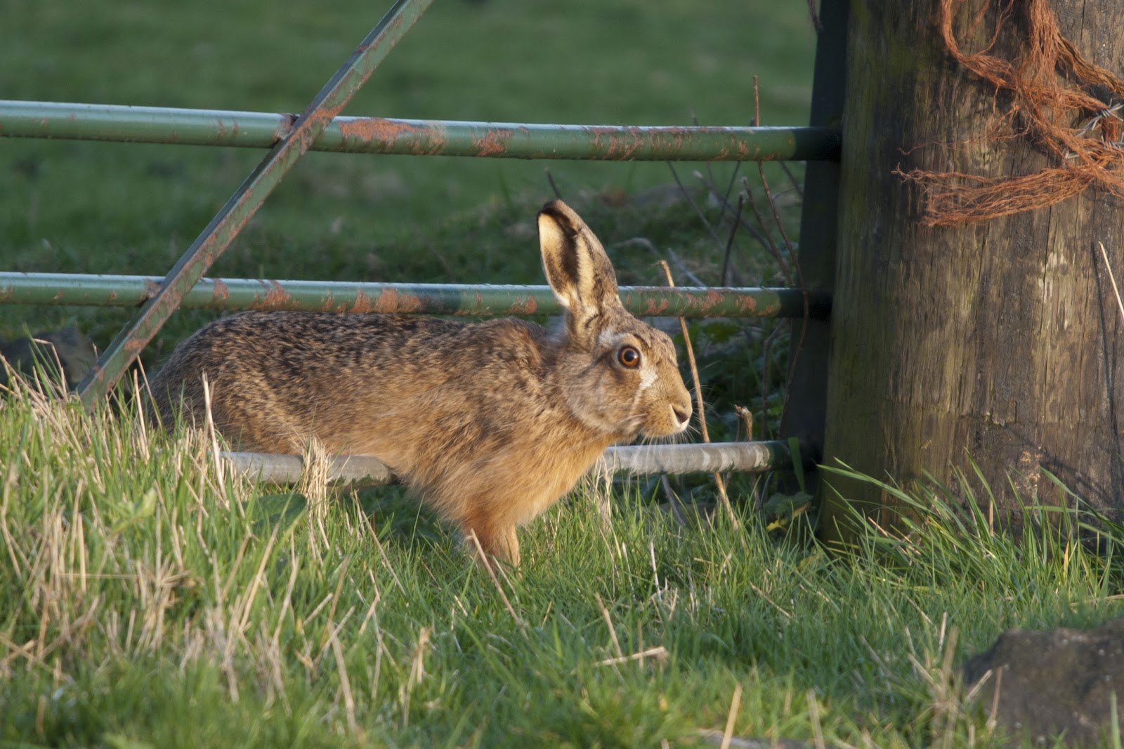 Yorkshire Field Herping and Wildlife Photography: Brown Hares at last!