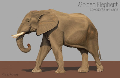 Chris Roman: Elephant Anatomy Study