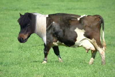 ShukerNature: HORSE-COWS, SHEEP-PIGS, AND THE REAL BABE!