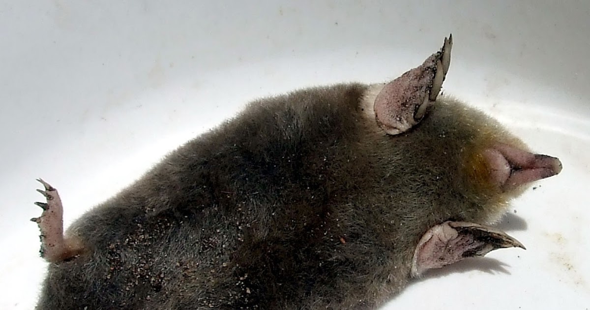 Julie Ann Brady : Blog On: An Eastern Mole in Leesburg Florida