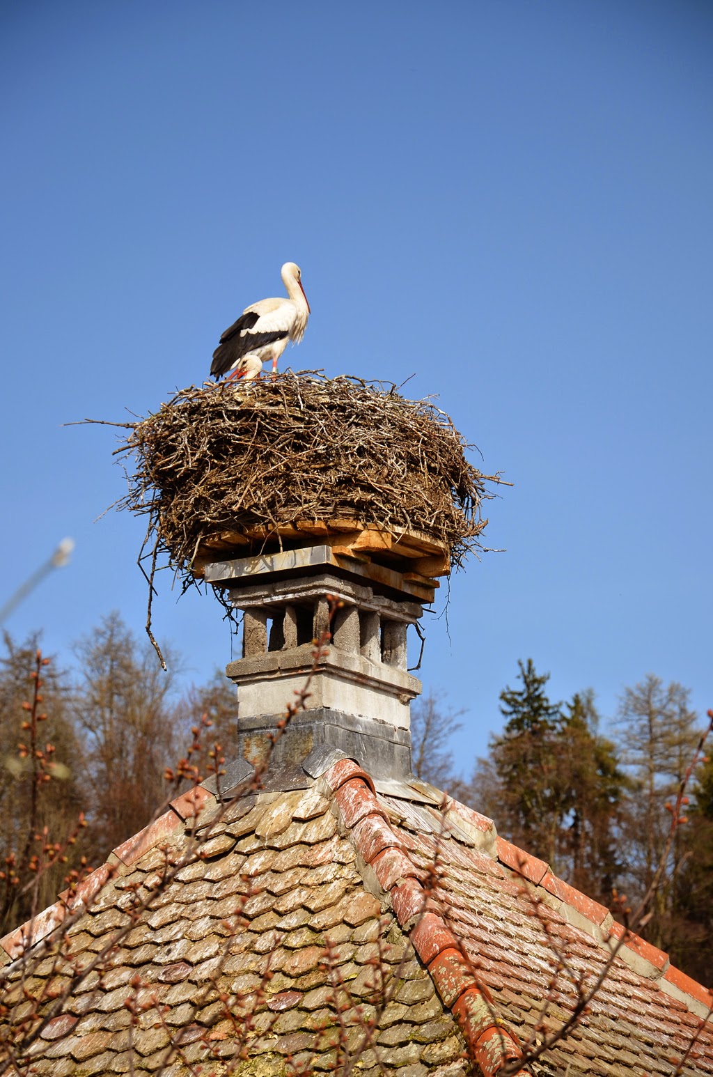 FotoEggi: Storchenkolonie Uznach