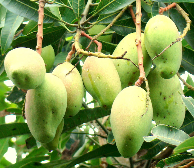 Discover-SriLanka: MANGO SEASON