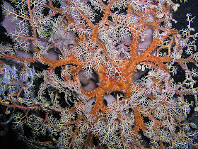 Real Monstrosities: Basket Star