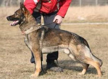 Big German Shepherds: German Shepherd Working Lines