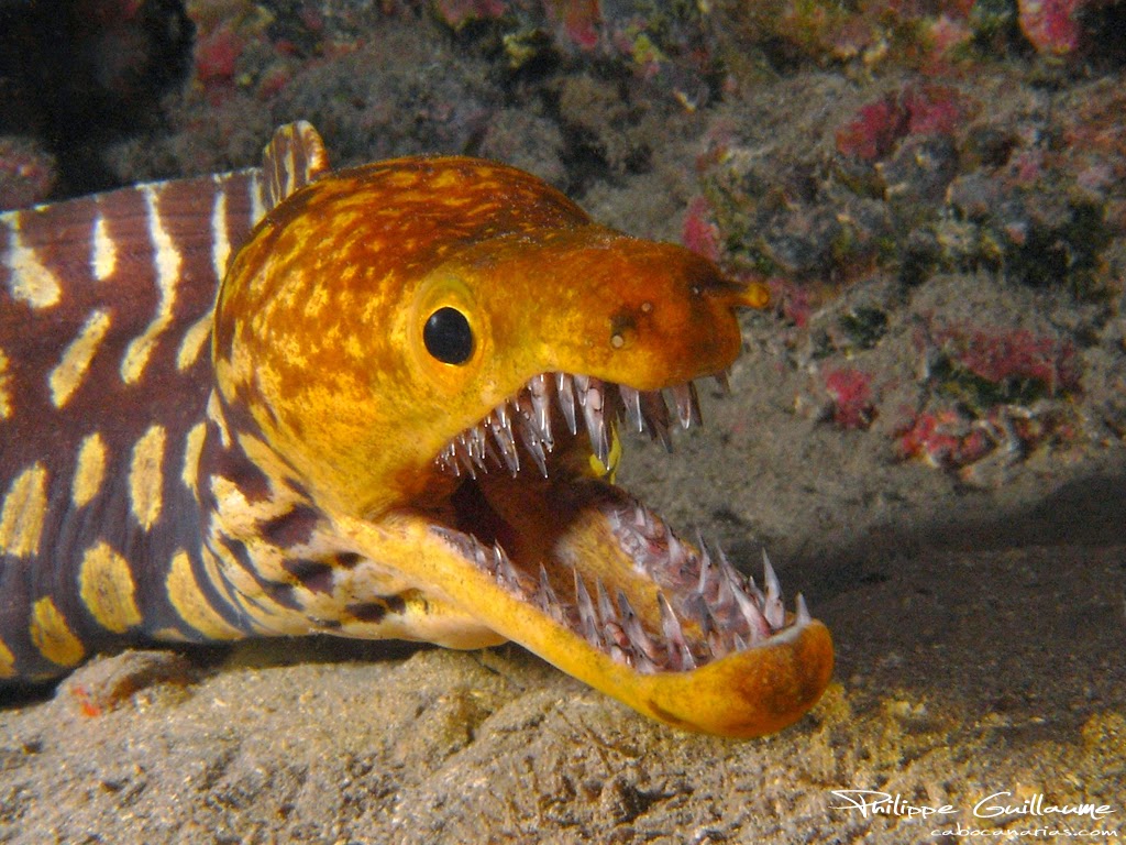 Cryptic Mysteries: That's a Moray!
